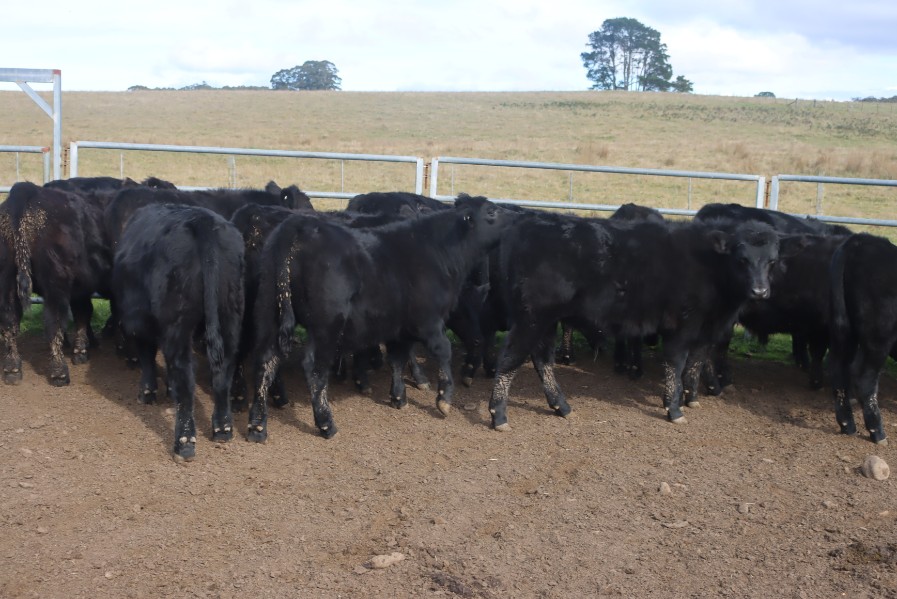 WEANER & YEARLING SALE - Auction 914 | AuctionsPlus