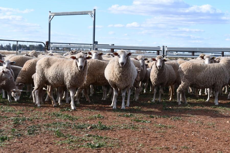 Lot 677 - 65 Ewes & 71 Lambs | AuctionsPlus