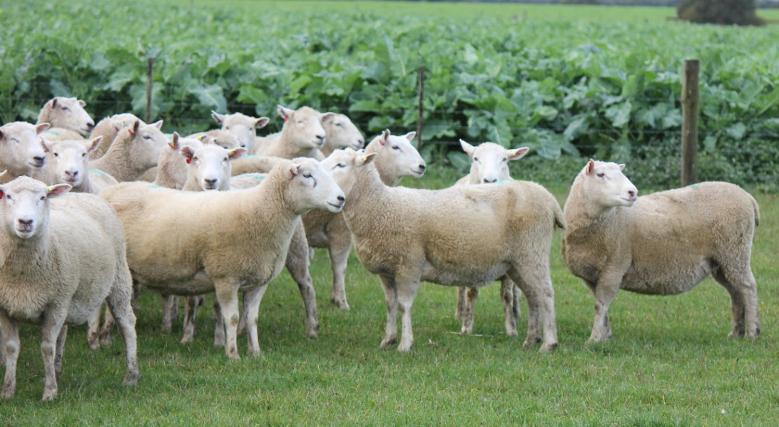 Lot 867 - 100 SIL Ewes | AuctionsPlus