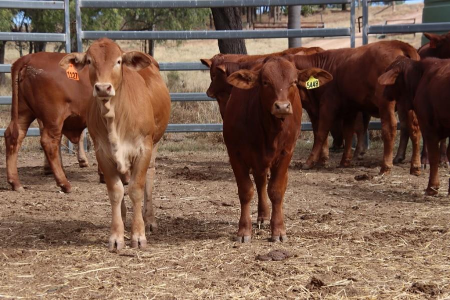 Lot 22 - 8 Weaned Heifers | AuctionsPlus