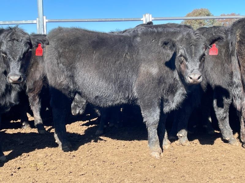 Lot 136 - 90 Steers | AuctionsPlus