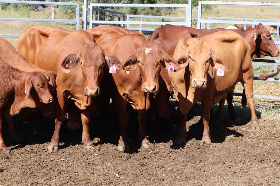Lot 18 - 9 Station Mated Cows & 9 Calves | AuctionsPlus