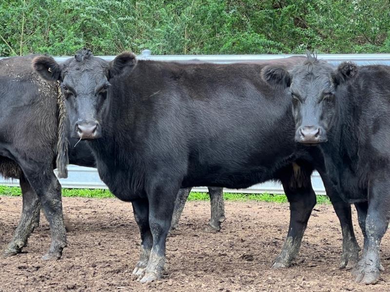 Lot 528 - 38 PTIC Cows | AuctionsPlus