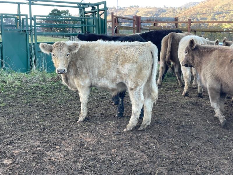 Lot 249 - 22 Unweaned Steers | AuctionsPlus