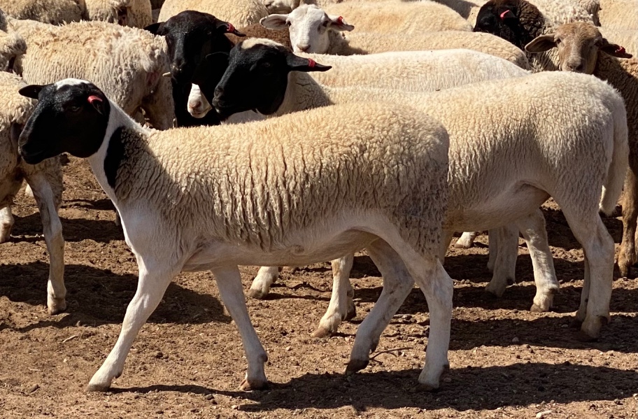 Lot 491 - 100 Station Mated Ewe Lambs | AuctionsPlus