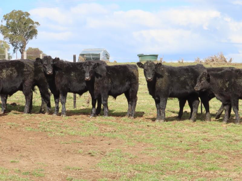 Lot 136 - 18 Weaned Steers | AuctionsPlus