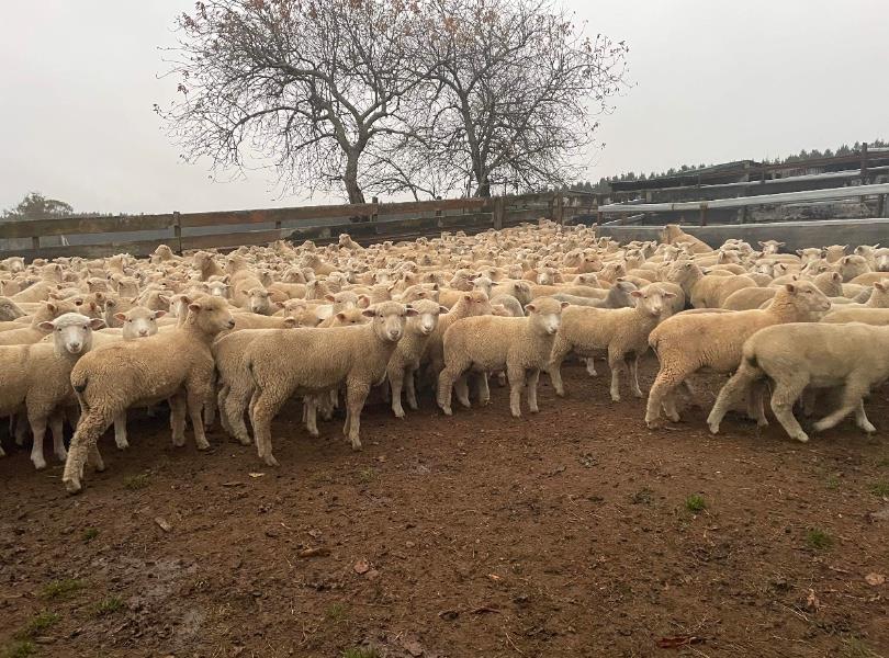 Lot 723 480 Mixed Sex Lambs Auctionsplus