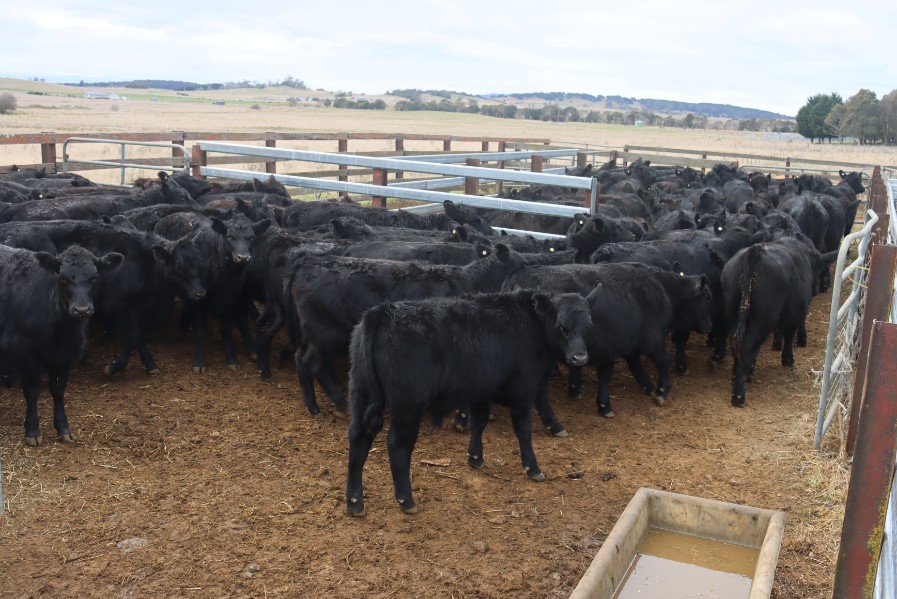 Lot 215 - 22 Weaned Steers | AuctionsPlus