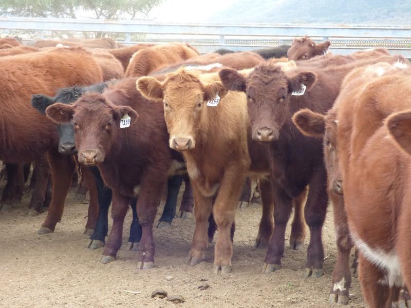 Lot 878 - 76 Weaned Steers | AuctionsPlus