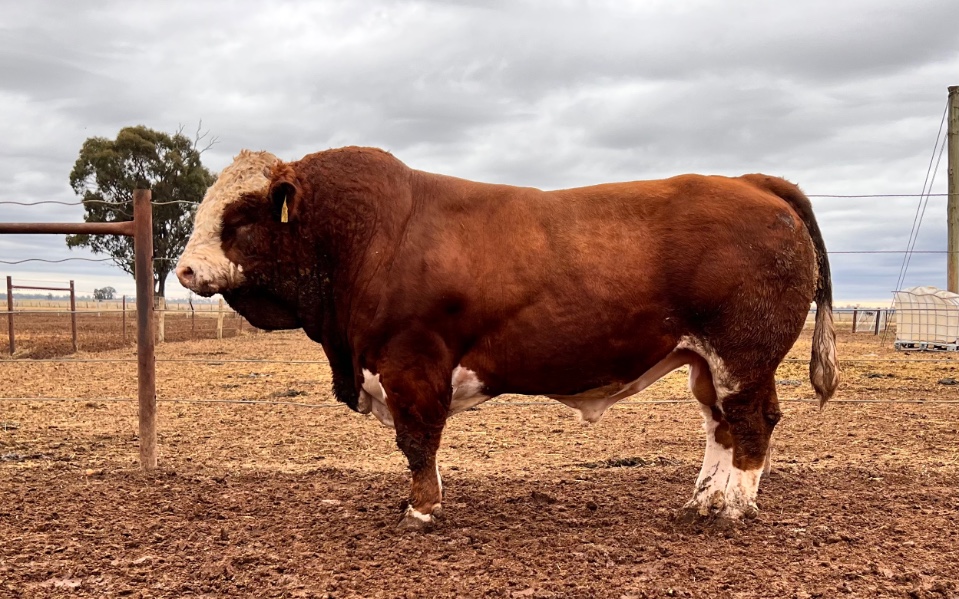 Lot 255 - 1 Bull | AuctionsPlus