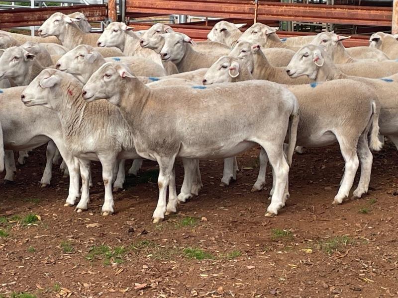 Lot 446 - 32 SIL Ewes | AuctionsPlus