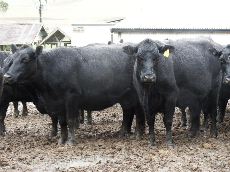 Lot 274 - 32 PTIC Cows | AuctionsPlus