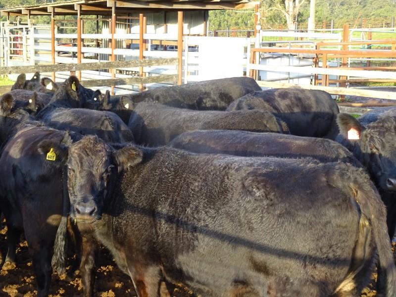 Lot 805 - 16 Slaughter Heifers and Cows | AuctionsPlus