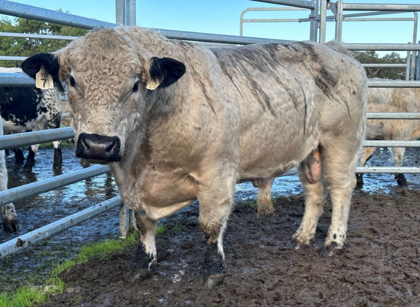 Lot 805 - 1 Stud Bull | AuctionsPlus