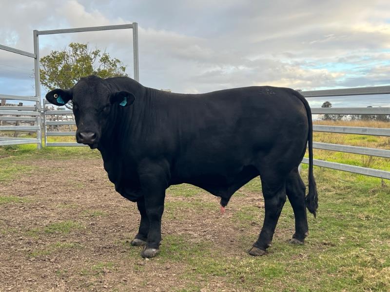 Lot 657 - 1 Stud Bull | AuctionsPlus