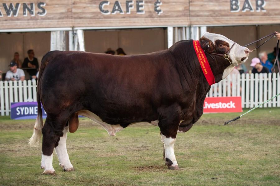 Lot 725 - 1 Stud Bull | AuctionsPlus