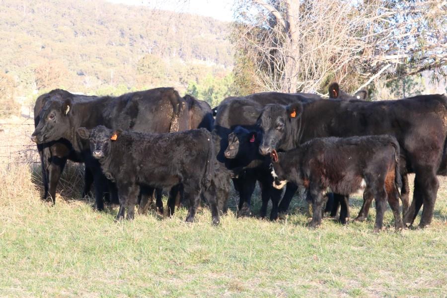 Lot 277 - 7 NSM Heifers & 7 Calves | AuctionsPlus