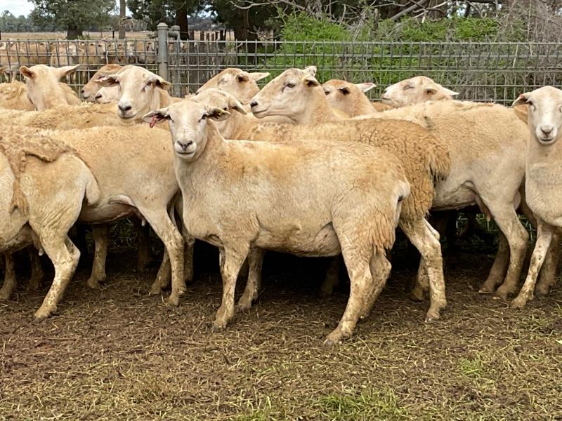 Lot 49 - 58 Ewes | AuctionsPlus