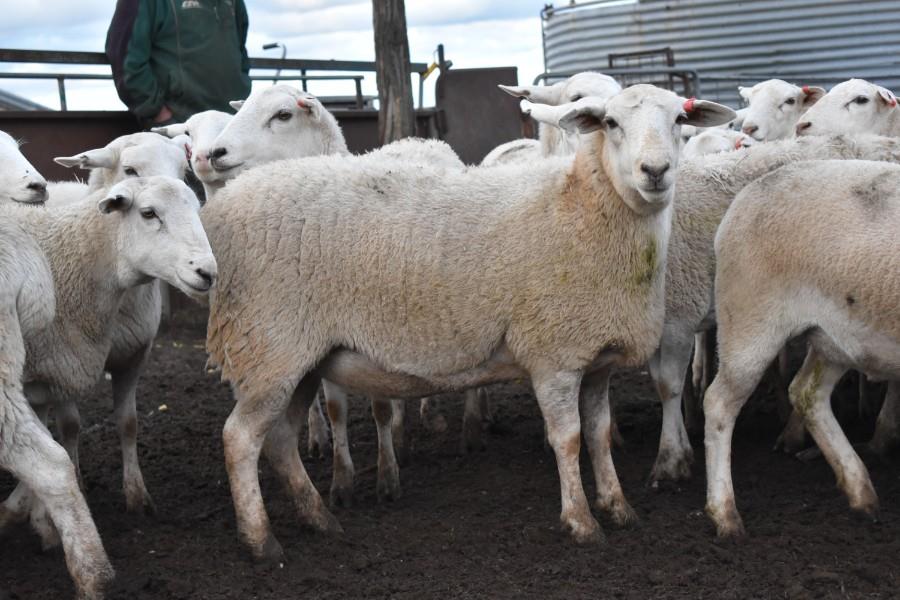 Lot 479 - 99 SIL Ewe Lambs | AuctionsPlus