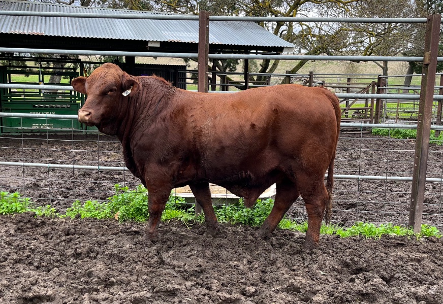 Lot 808 - 1 Stud Bull | AuctionsPlus