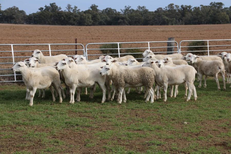Lot 357 - 40 SIL Ewe Lambs | AuctionsPlus