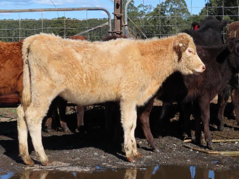 Lot 129 - 24 Unweaned Mixed Sexes | AuctionsPlus