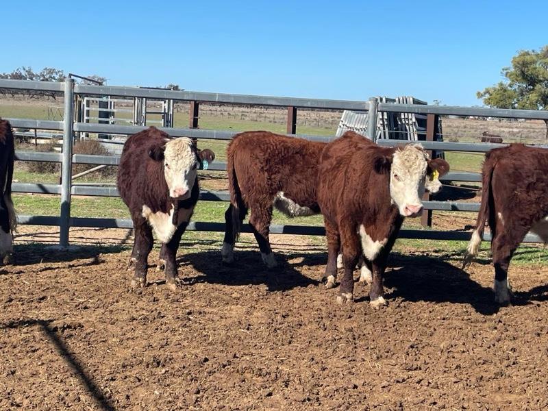 Lot 468 - 48 Yearling Steers | AuctionsPlus