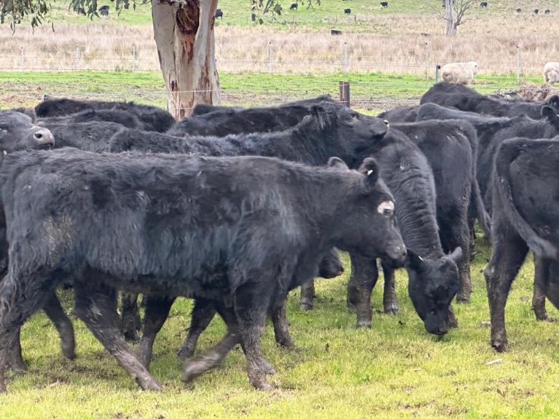 Lot 962 - 62 Weaned Heifers | AuctionsPlus