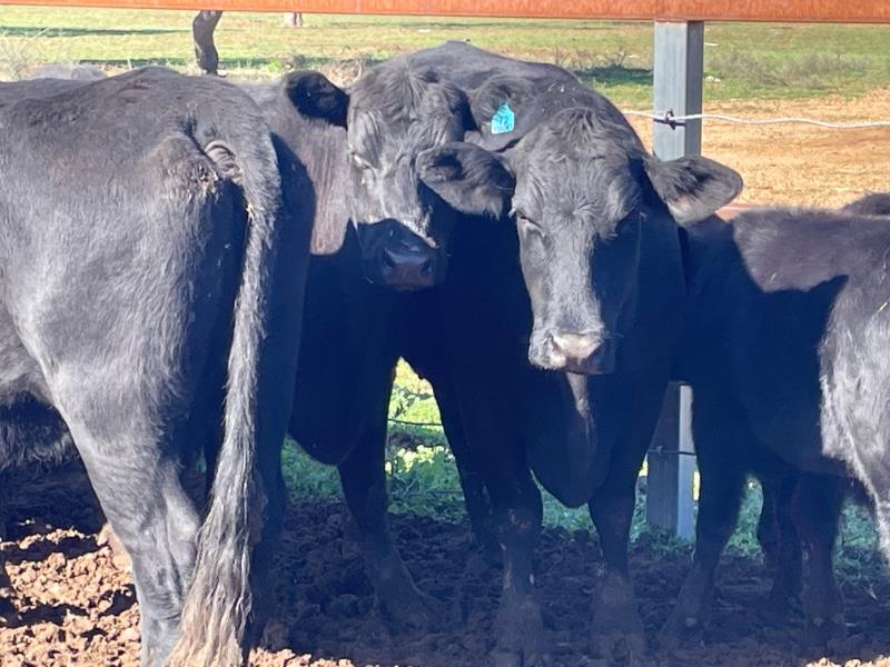 Lot 641 - 9 Station Mated Cows & 9 Calves | AuctionsPlus