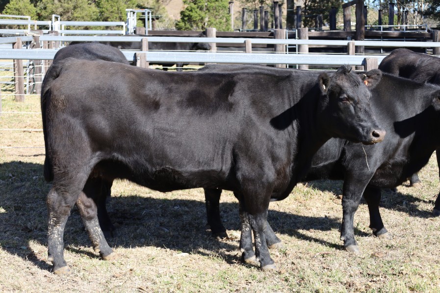 Lot 52 - 4 Cows | AuctionsPlus
