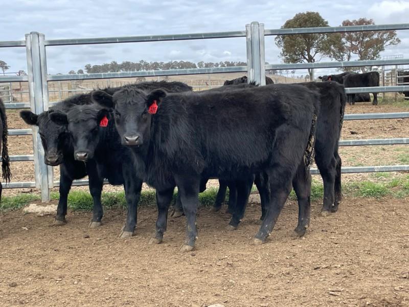 Lot H 1e - 14 NSM Future Breeders | AuctionsPlus