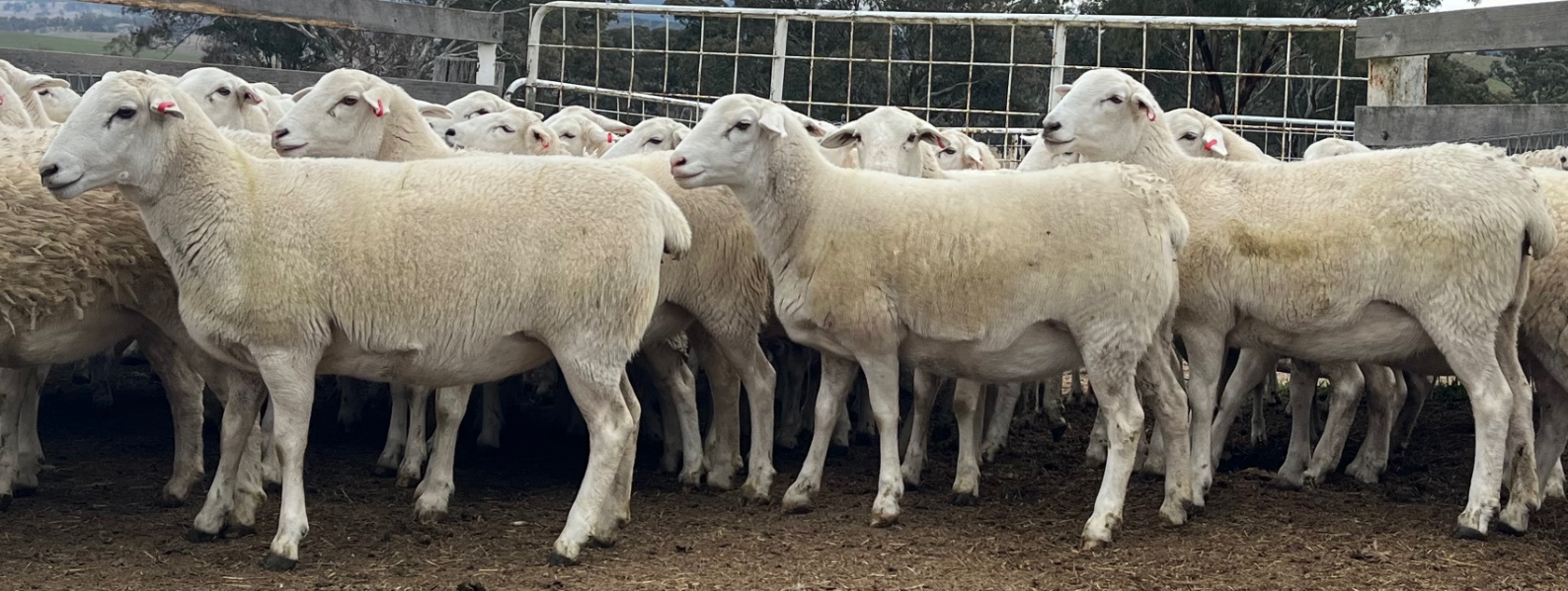 Lot 307 - 100 Station Mated Ewe Lambs | AuctionsPlus