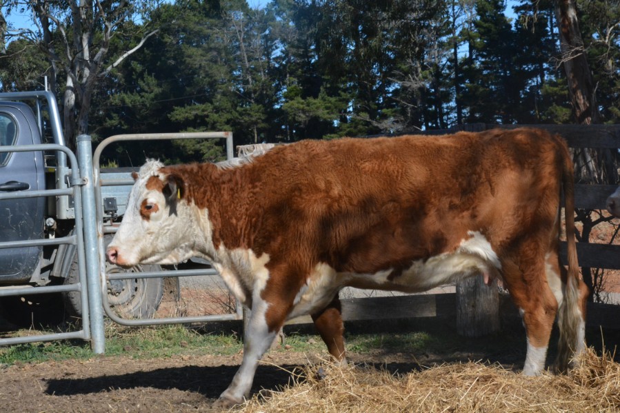 Lot 401 - 5 PTIC Cows & 5 Calves | AuctionsPlus