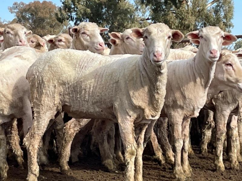 Lot 601 - 260 NSM Ewes | AuctionsPlus