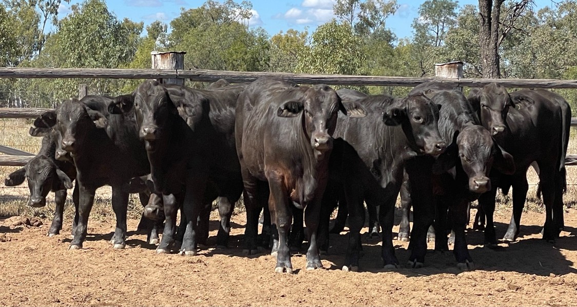 Lot 626 - 76 Weaned Steers | AuctionsPlus