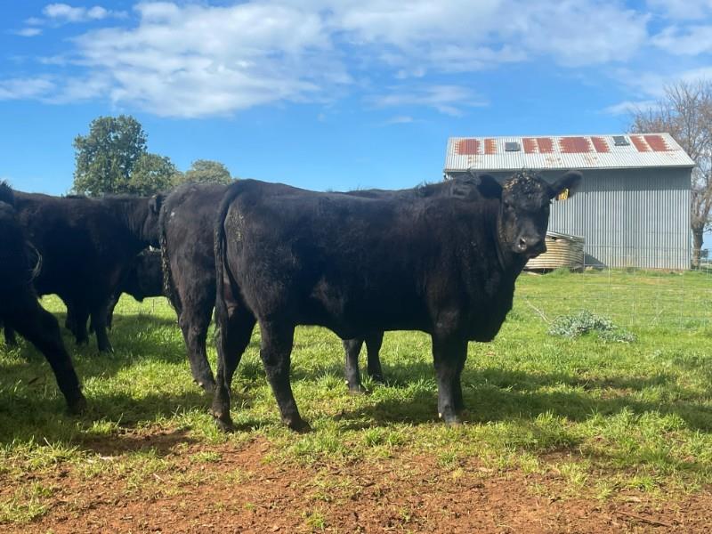 Lot 52 - 12 NSM Cows & 12 Calves | AuctionsPlus