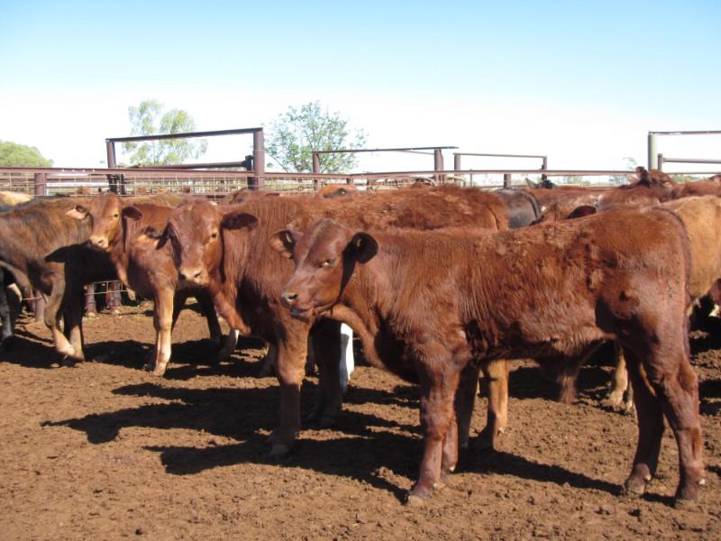 Lot 447 - 90 Weaned Steers | AuctionsPlus