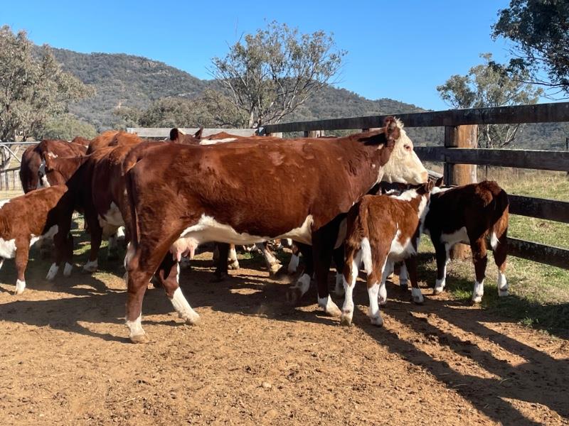 Lot 631 - 9 NSM Cows & 9 Calves | AuctionsPlus
