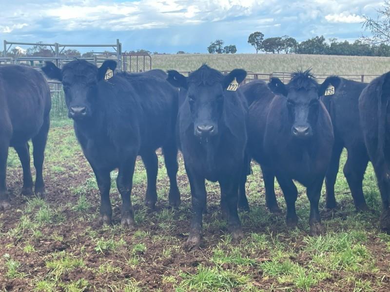 Lot 53 - 18 Station Mated Heifers | AuctionsPlus