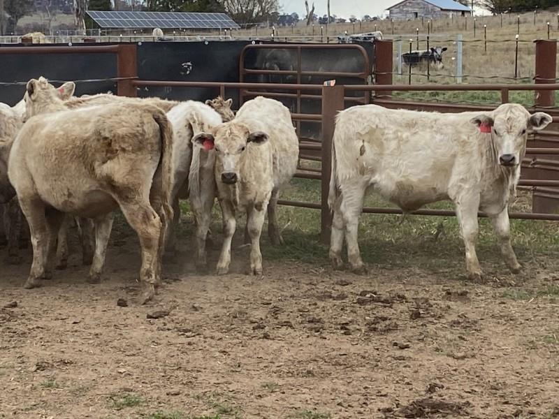 Lot 489 - 15 Weaned Steers | AuctionsPlus