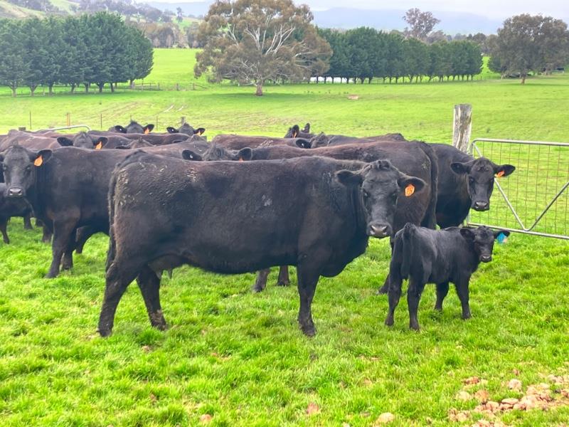 Lot 416 - 21 NSM Cows & 21 Calves | AuctionsPlus