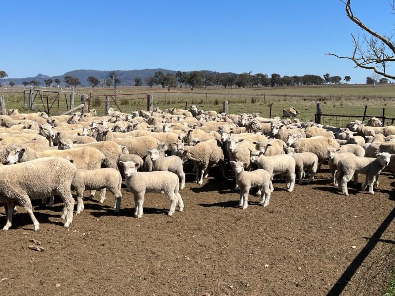 Lot 189 - 256 Ewes & 283 Lambs | AuctionsPlus
