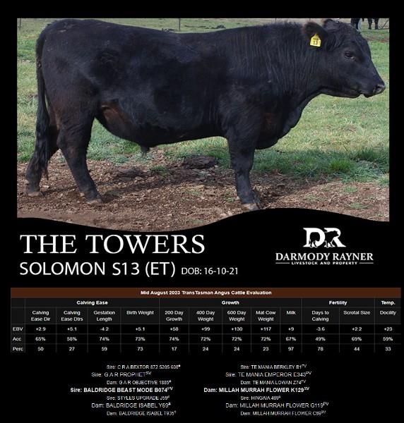 Lot 42 - 1 Stud Bull | AuctionsPlus