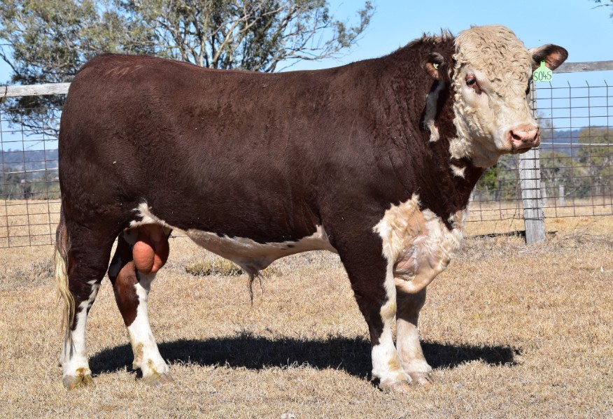 Lot 16 - 1 Stud Bull | AuctionsPlus