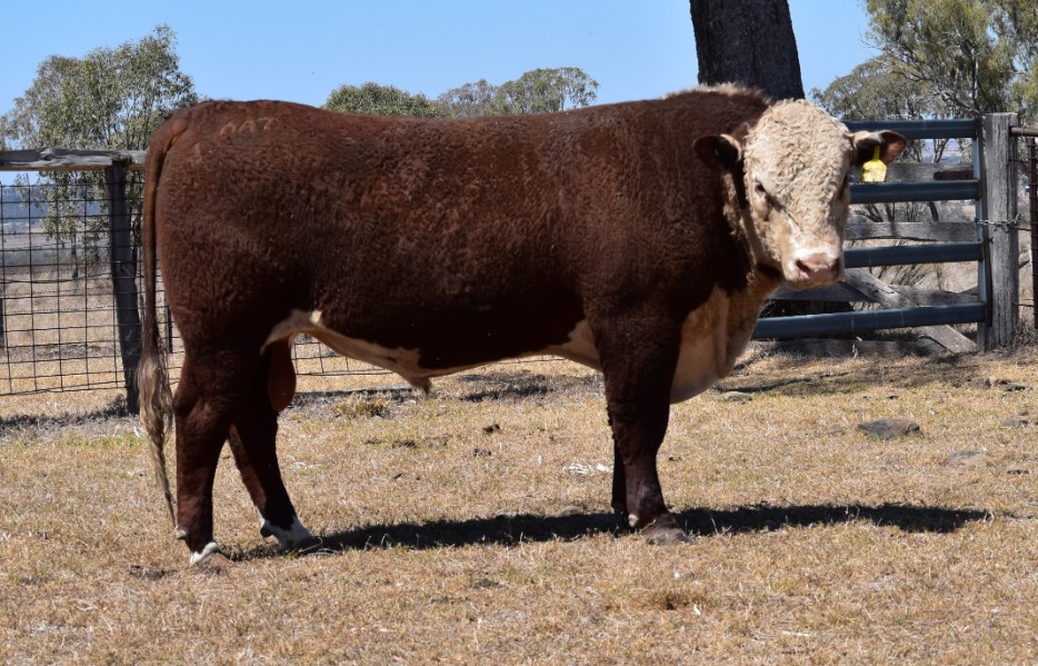 Lot 18 - 1 Stud Bull | AuctionsPlus
