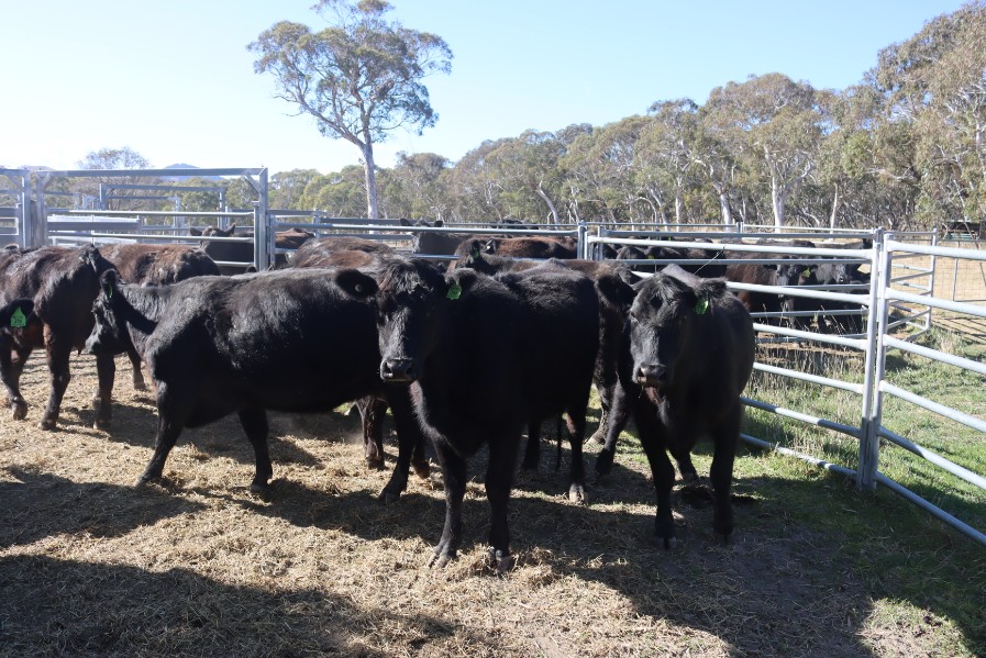 Lot 696 - 10 Cows & 10 Calves | AuctionsPlus