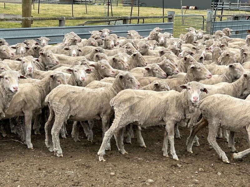 Lot 466 - 140 Ewe Hoggets | AuctionsPlus