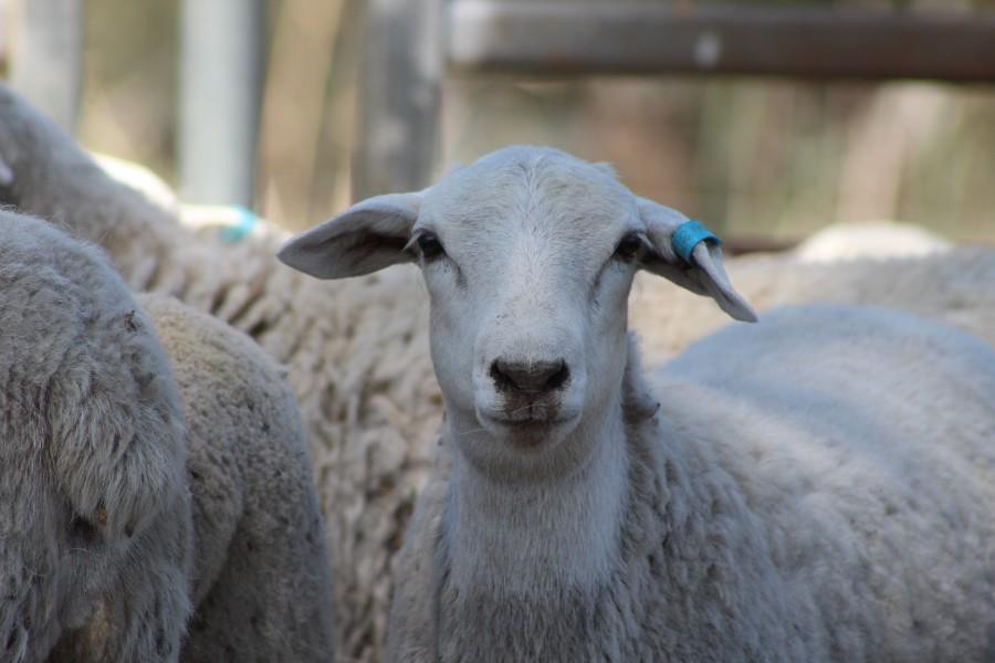 Lot 453 - 120 Ewe Suckers | AuctionsPlus