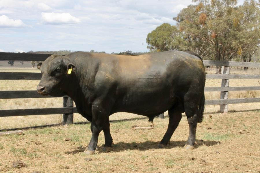 Lot 669 - 1 Stud Bull | AuctionsPlus