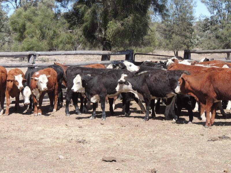 Lot 447 - 45 Backgrounder Heifers | AuctionsPlus